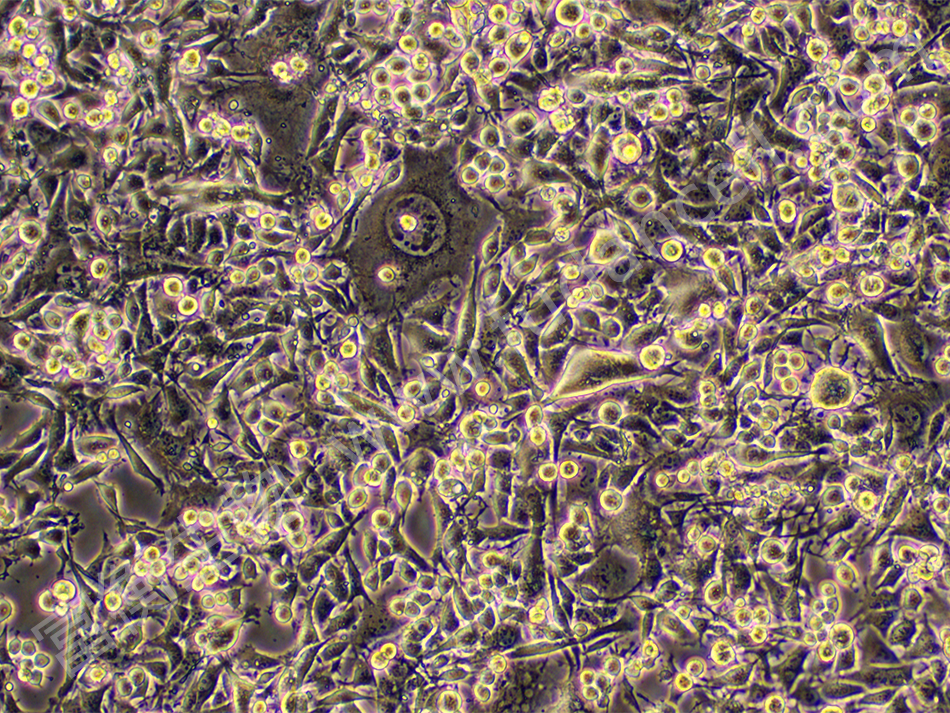 小鼠膀胱癌细胞；MB49 （种属鉴定） - 上海富衡生物科技有限公司