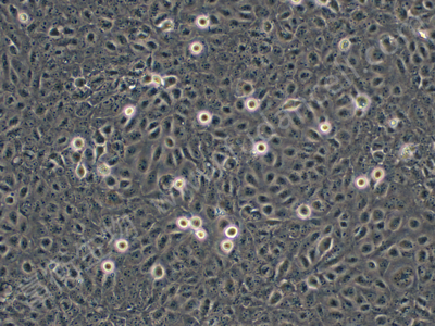 人胃黏膜上皮细胞；GES-1(STR) - 上海富衡生物科技有限公司