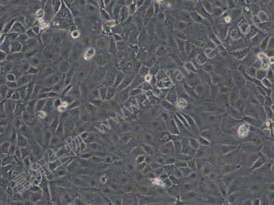 人胰腺癌细胞；Panc 03.27 - 上海富衡生物科技有限公司