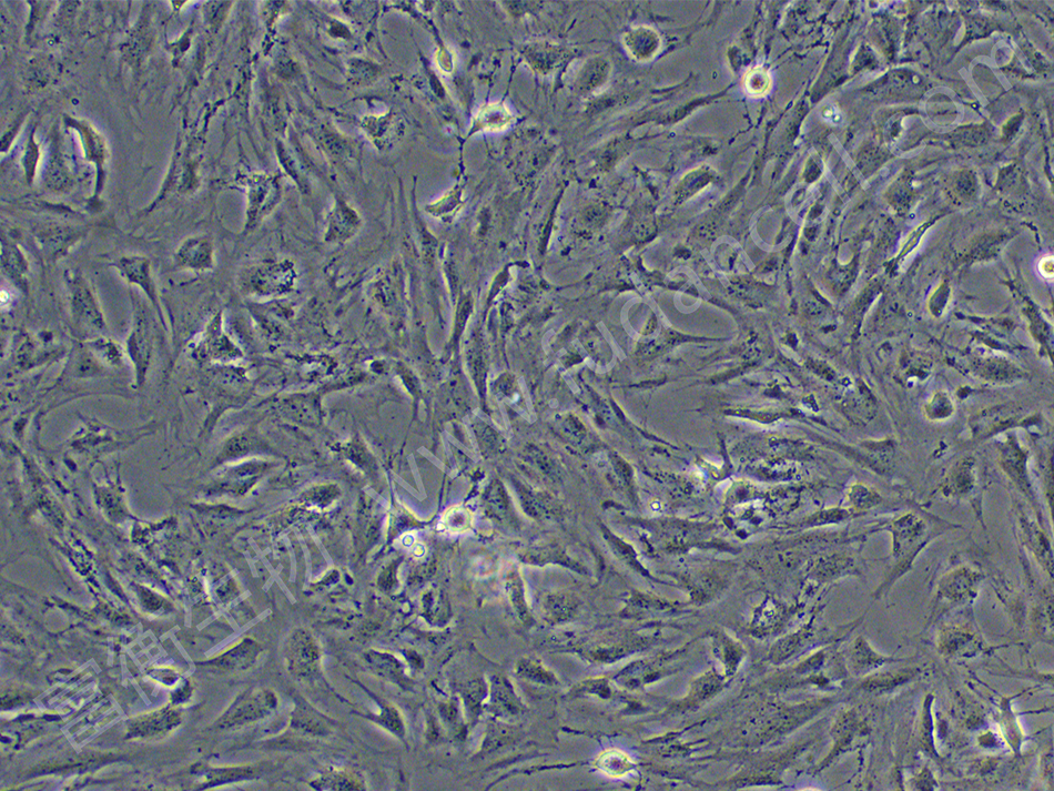 永生化小鼠骨髓巨噬细胞 - 上海富衡生物科技有限公司
