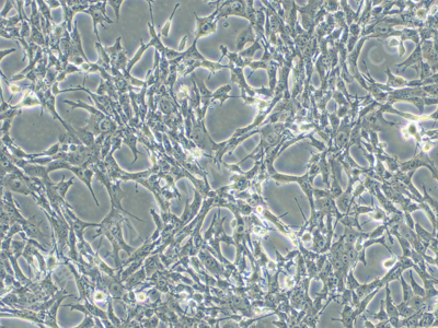 小鼠乳腺癌细胞；Py8119(STR) - 上海富衡生物科技有限公司