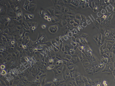 人肝癌亚力山大细胞；PLC/PRF/5 (STR) - 上海富衡生物科技有限公司