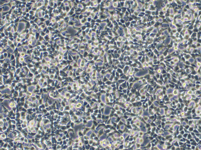 人胚肾细胞；293T/17(STR) - 上海富衡生物科技有限公司