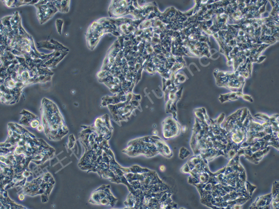 人肝癌细胞系；HepAD38(STR) - 上海富衡生物科技有限公司