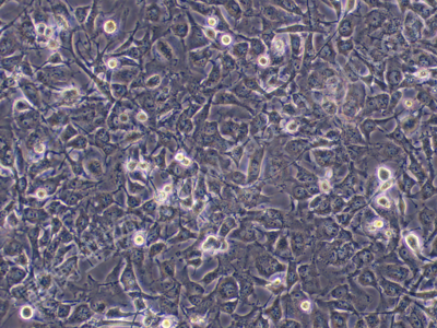 人胶质母细胞瘤细胞带荧光素酶；A172/LUC - 上海富衡生物科技有限公司