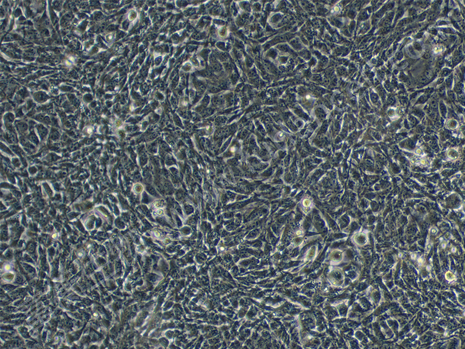 小鼠耳蜗毛细胞系；HEI-OC1(STR) - 上海富衡生物科技有限公司