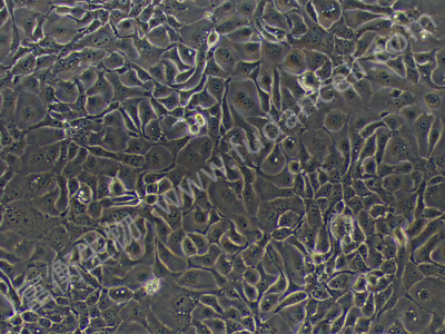 人乳腺癌细胞；HCC1937 - 上海富衡生物科技有限公司