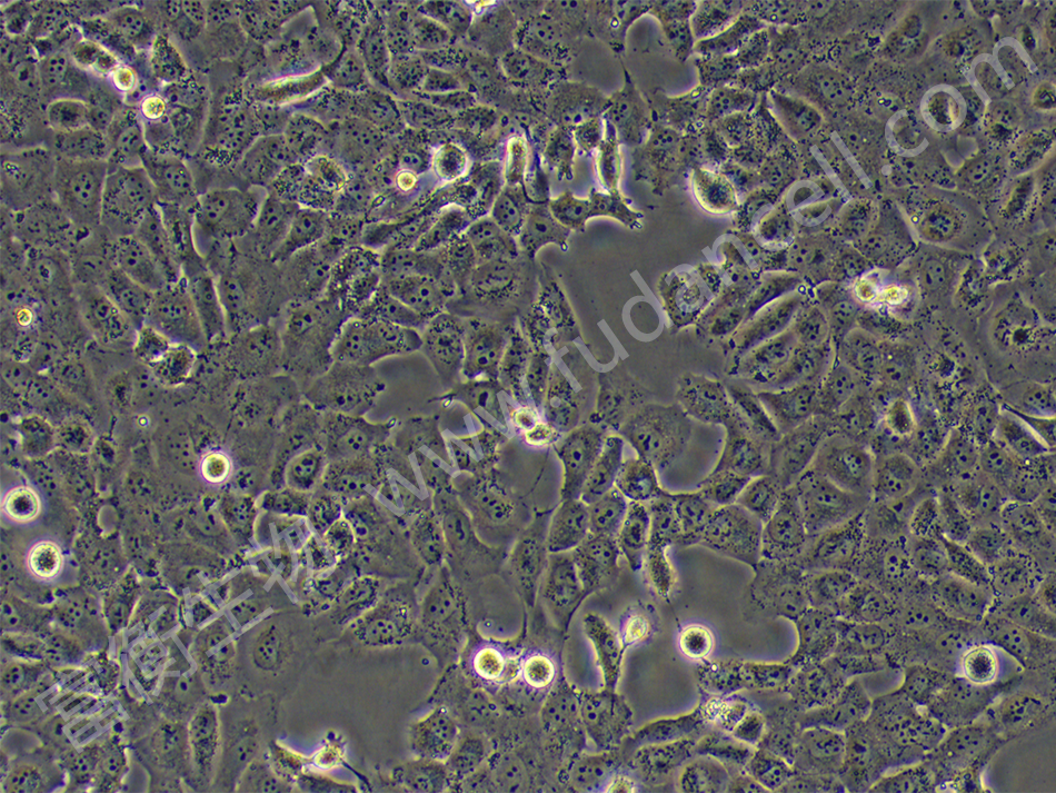 人非小细胞肺癌细胞；NCI-H1299(STR) - 上海富衡生物科技有限公司