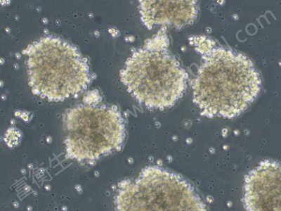人弥漫性大B淋巴瘤细胞；TMD8 - 上海富衡生物科技有限公司