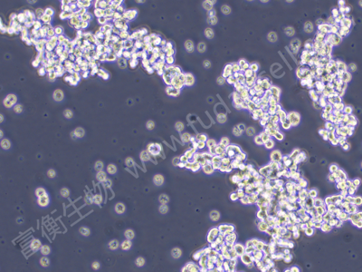 人乳腺上皮细胞；DU4475(STR) - 上海富衡生物科技有限公司