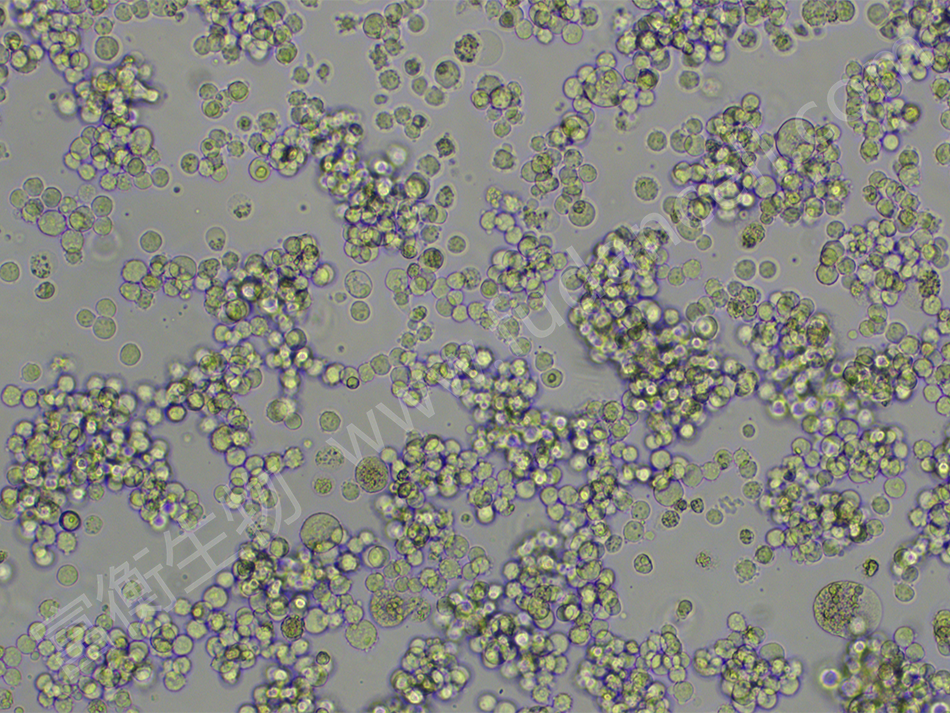 人胚肾细胞；Expi293F(STR) - 上海富衡生物科技有限公司
