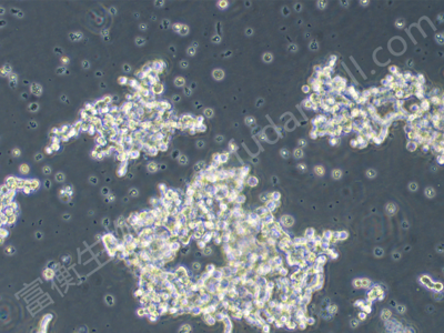 人小细胞肺癌细胞；NCI-H526 - 上海富衡生物科技有限公司
