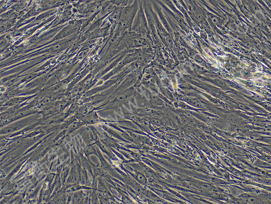 人胚肺成纤维细胞；IMR-90(STR) - 上海富衡生物科技有限公司