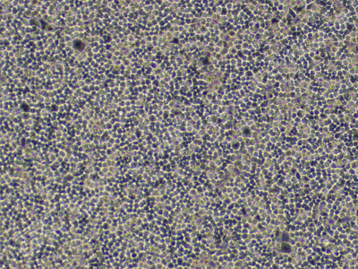 小鼠树突状细胞；DC2.4(STR) - 上海富衡生物科技有限公司