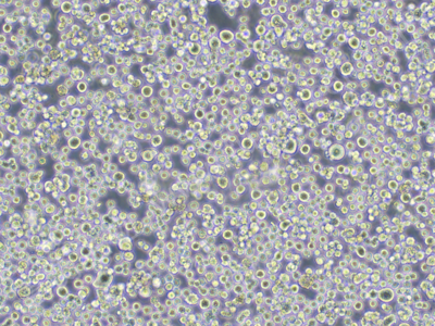 中国仓鼠卵巢细胞(悬浮)；CHO-S(种属鉴定) - 上海富衡生物科技有限公司