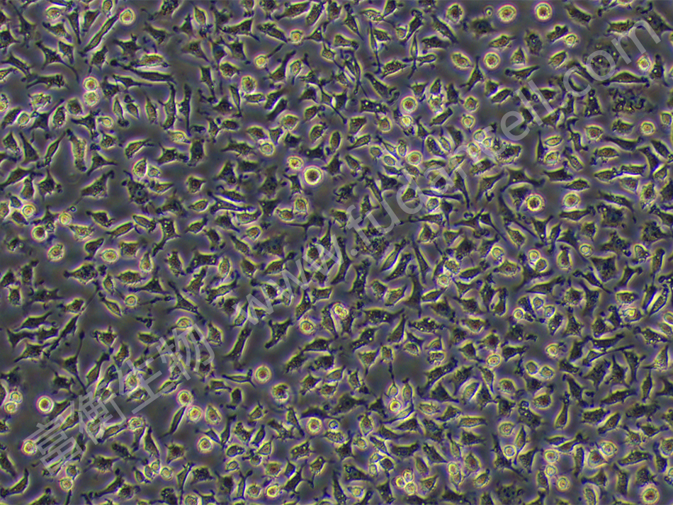 小鼠正常肝细胞；NCTC1469(STR) - 上海富衡生物科技有限公司
