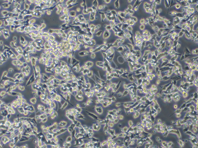 人脑髓母细胞瘤细胞；D341 Med(STR) - 上海富衡生物科技有限公司