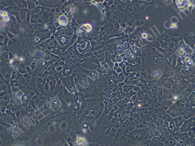 人乳腺导管癌细胞；HCC1954(STR) - 上海富衡生物科技有限公司