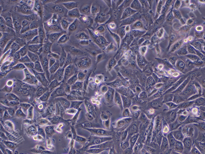 小鼠卵巢癌细胞带荧光素酶；ID8/LUC（种属鉴定） - 上海富衡生物科技有限公司