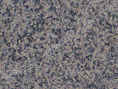 人结肠癌细胞；SW620(STR) - 上海富衡生物科技有限公司